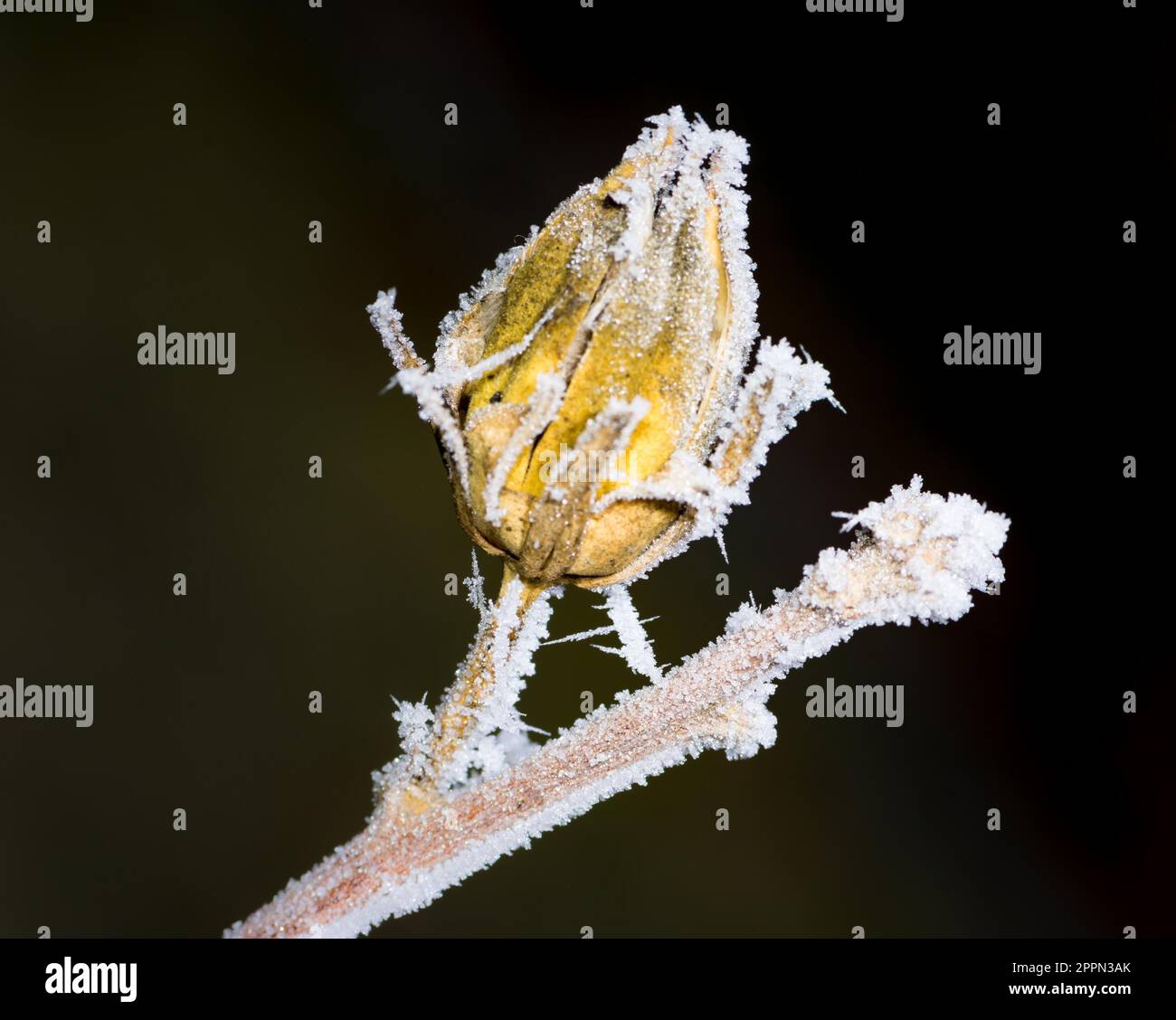 Bud structure hi-res stock photography and images - Alamy