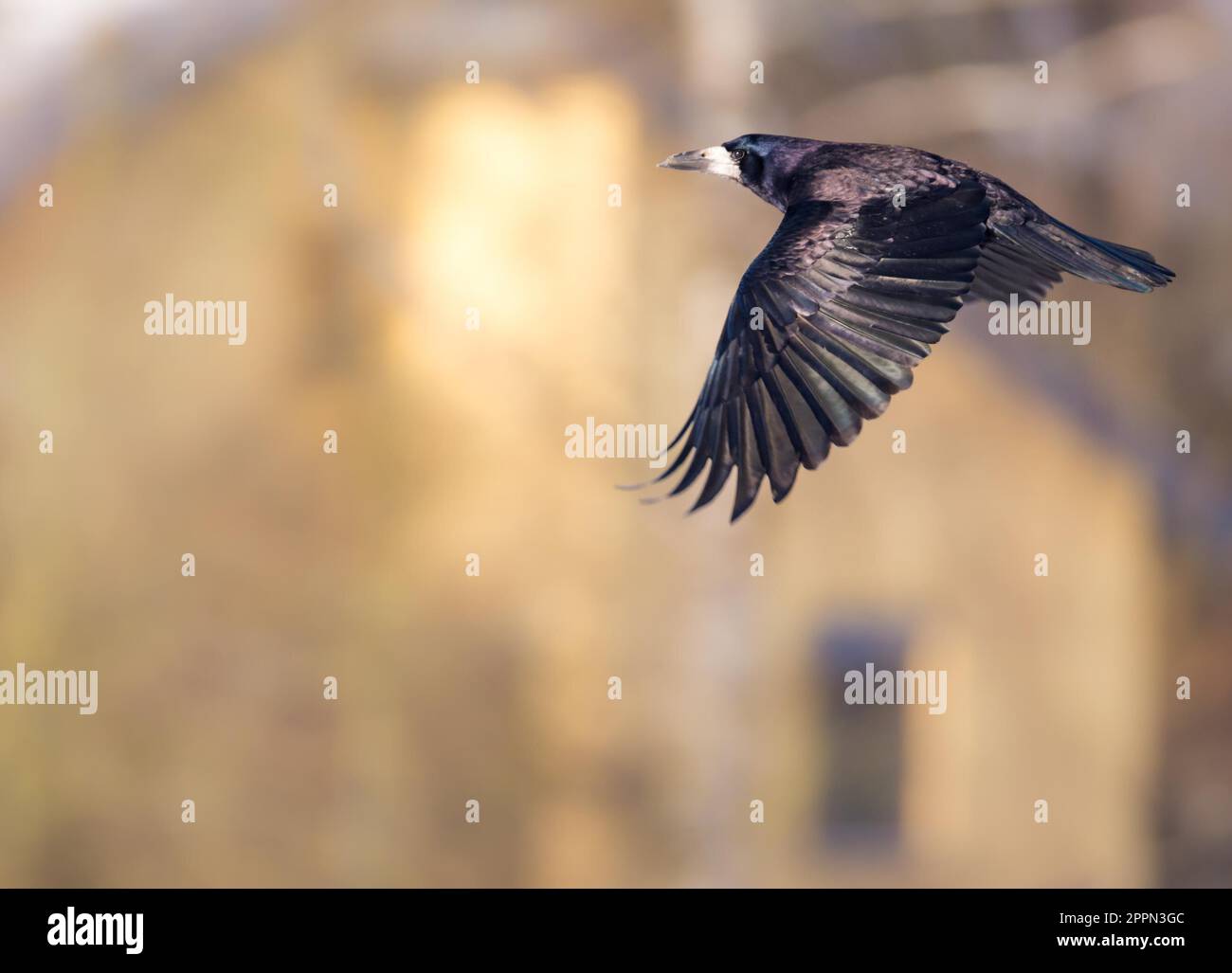 Black carrion crow hi-res stock photography and images - Alamy