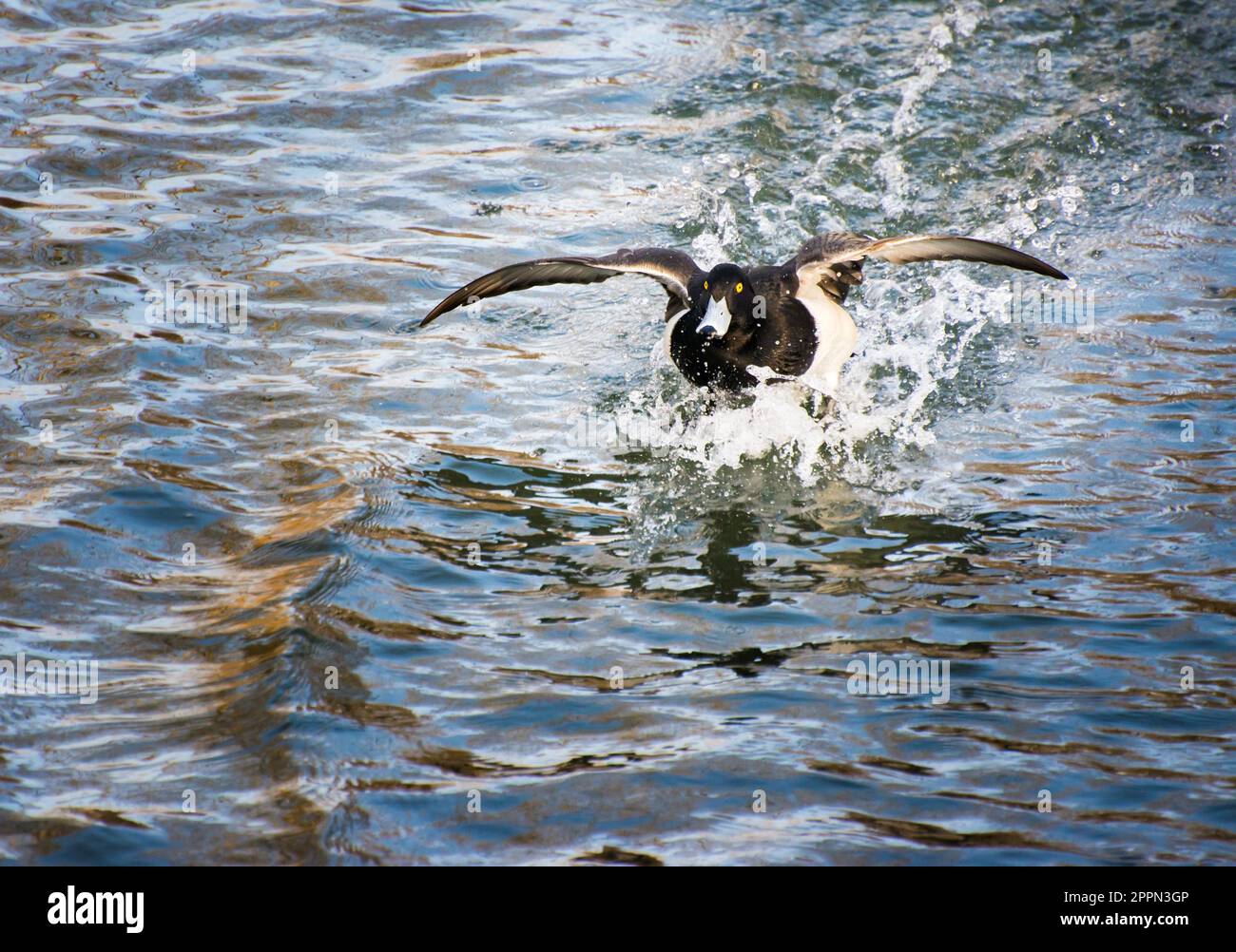 Closeup of a flying tufted duck landing in the water Stock Photo - Alamy