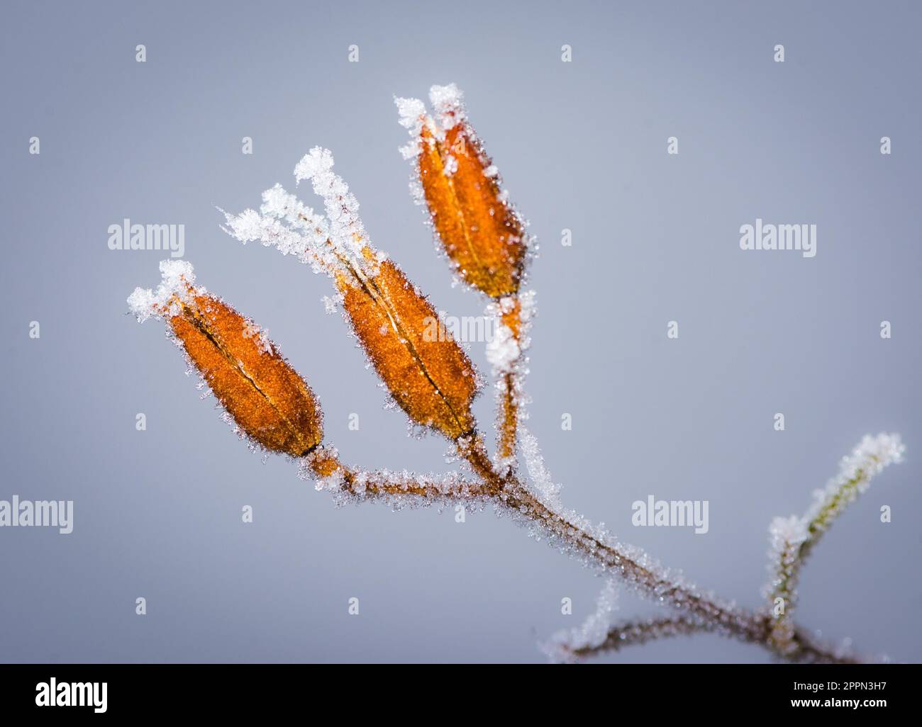 Bud structure hi-res stock photography and images - Alamy