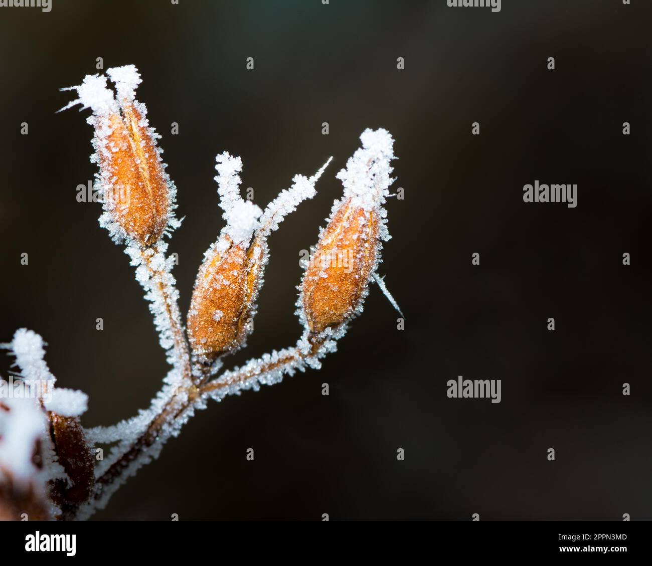 Bud structure hi-res stock photography and images - Alamy