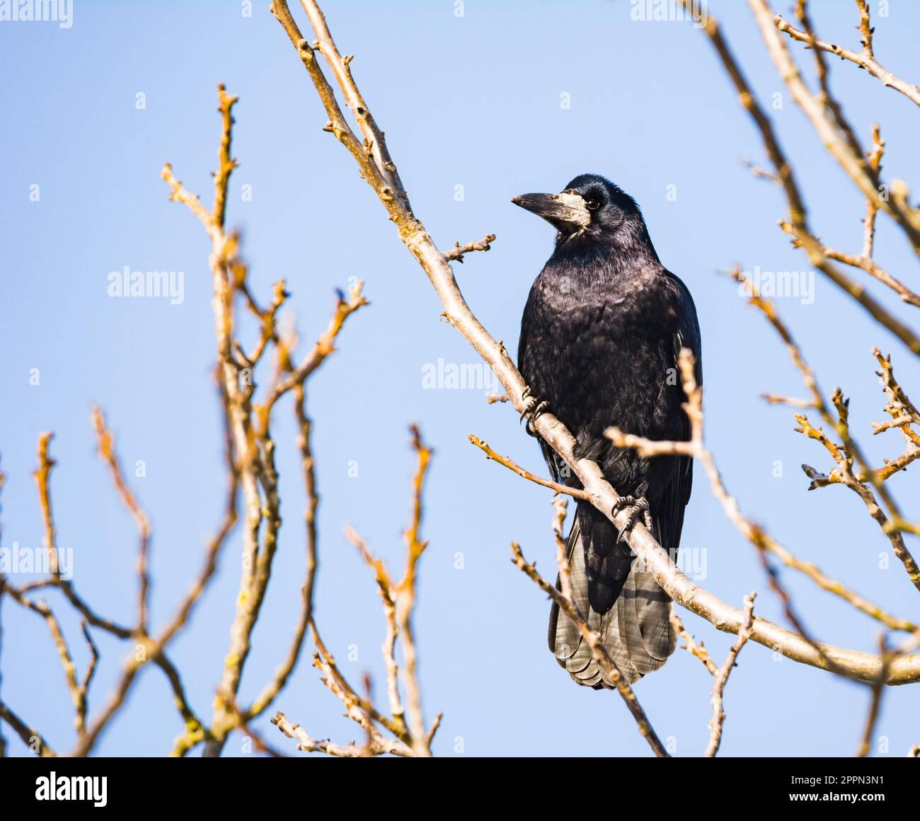 Closeup of a black Carrion Crow sitting on a tree Stock Photo - Alamy