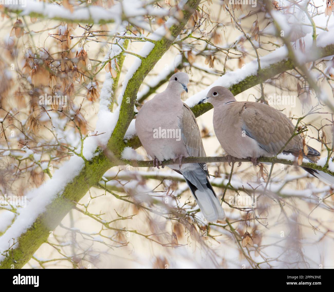 Dove couple sitting on the branch of a tree with snow Stock Photo - Alamy
