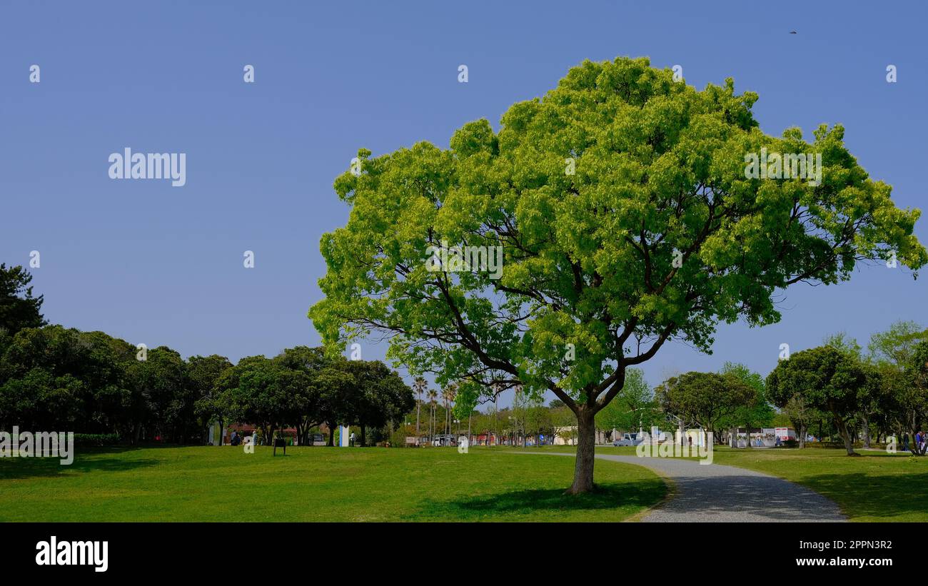 Green Tree against Blue Sky at Uminonakamichi Seaside Park, Fukuoka ...