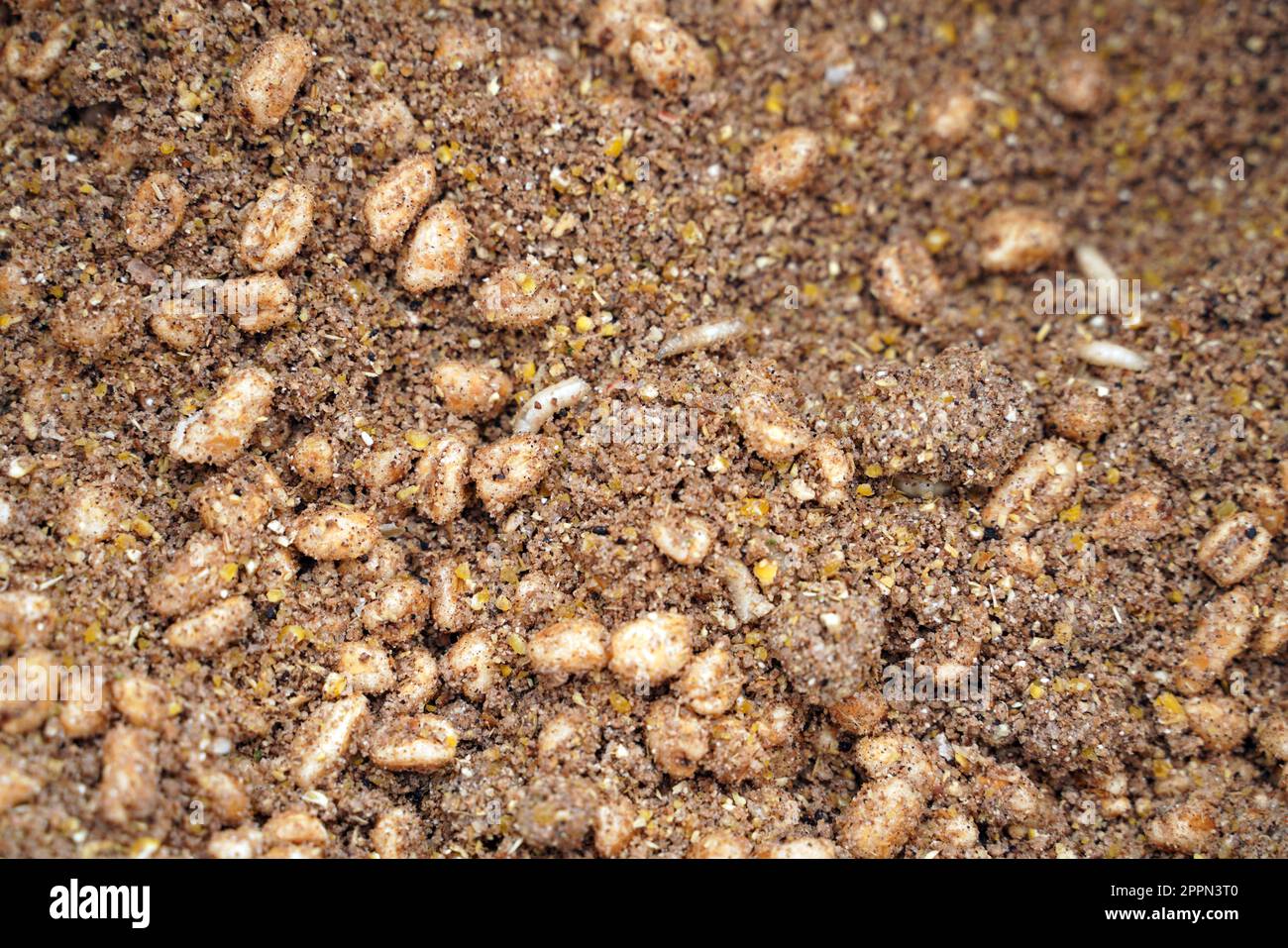 Maggots and fish food when fishing Stock Photo - Alamy