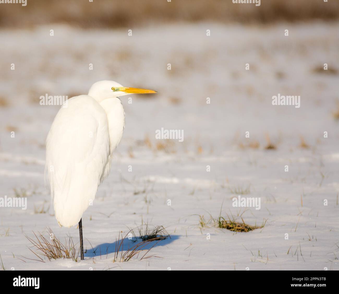 White great egret (Ardea alba) standing in a snow covered meadow Stock ...