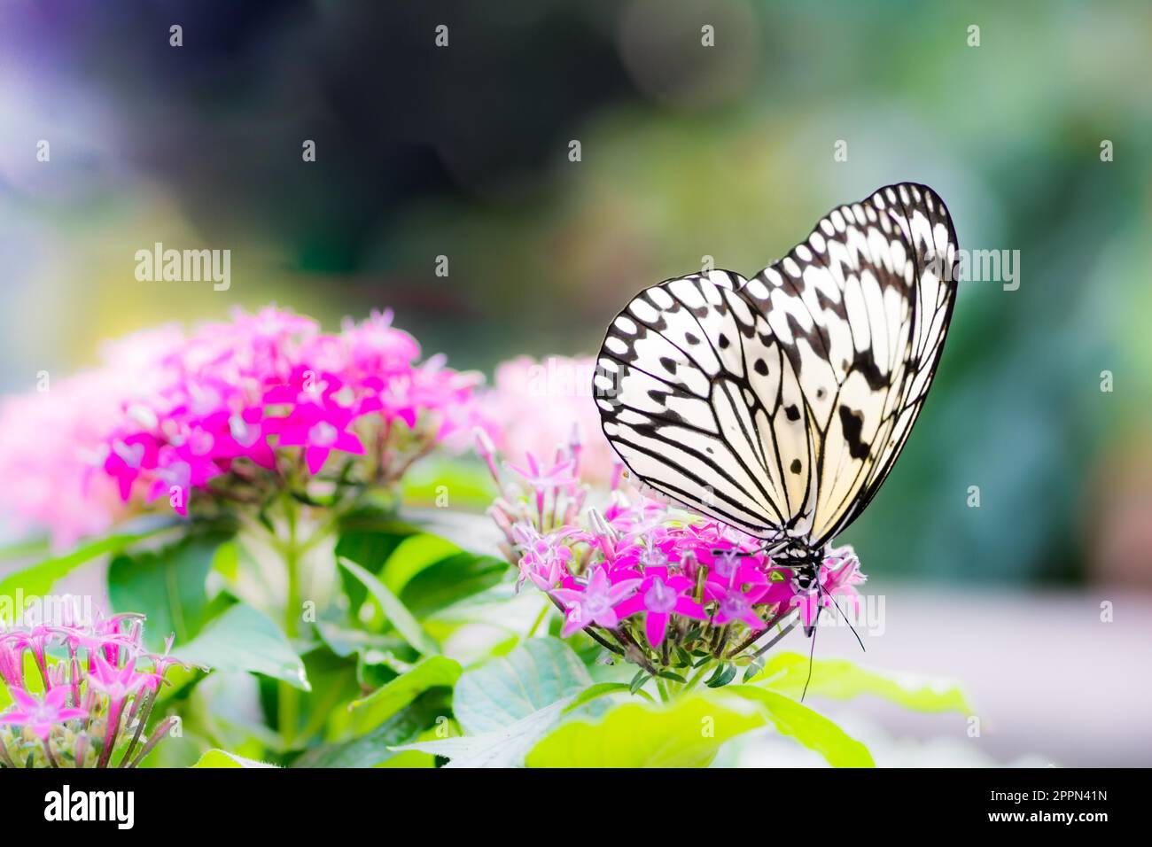 Macro of a large tree nymph butterfly (idea leucone) on a flower ...