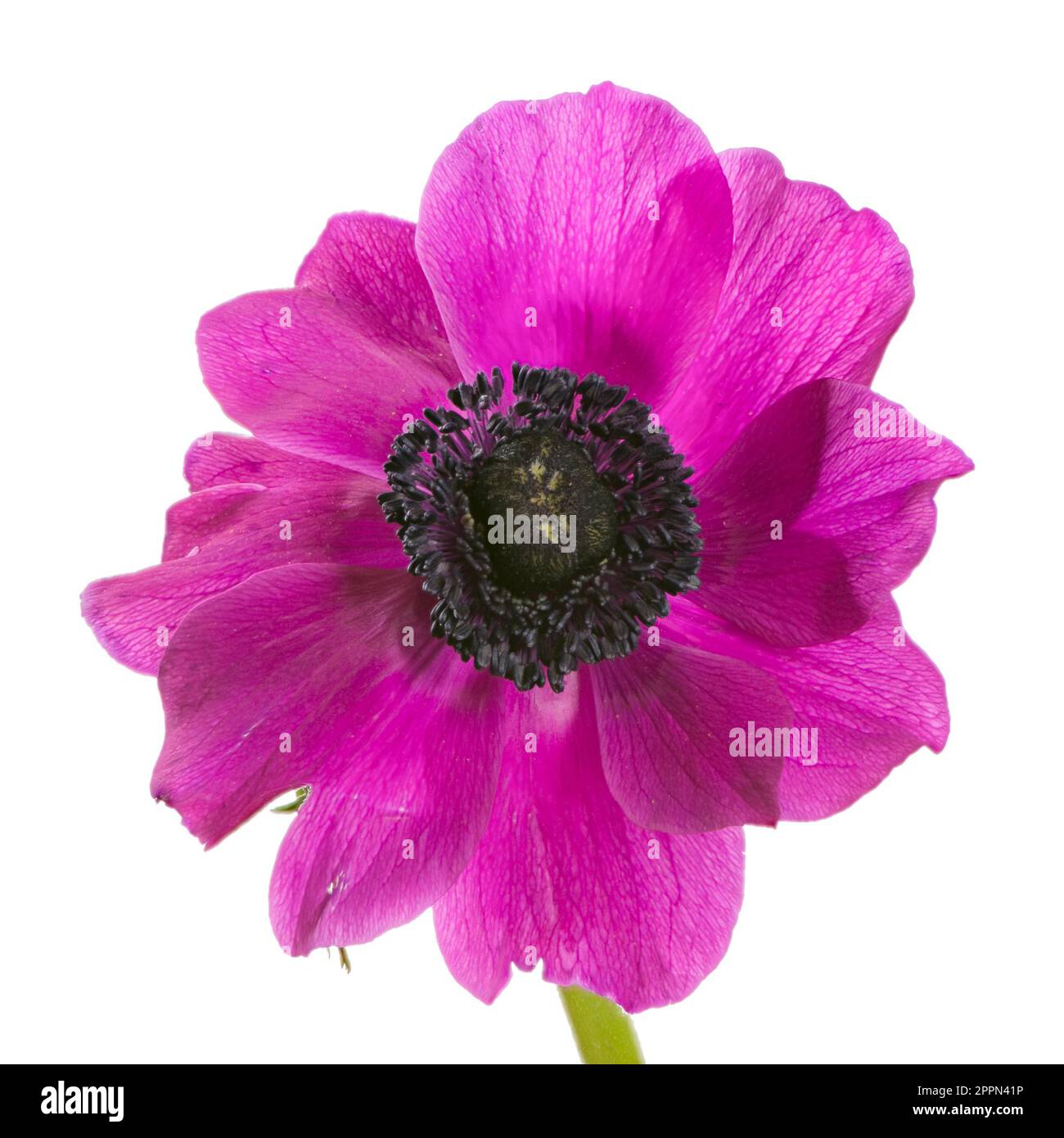 Purple and white anemone flower Cut Out Stock Images & Pictures - Alamy
