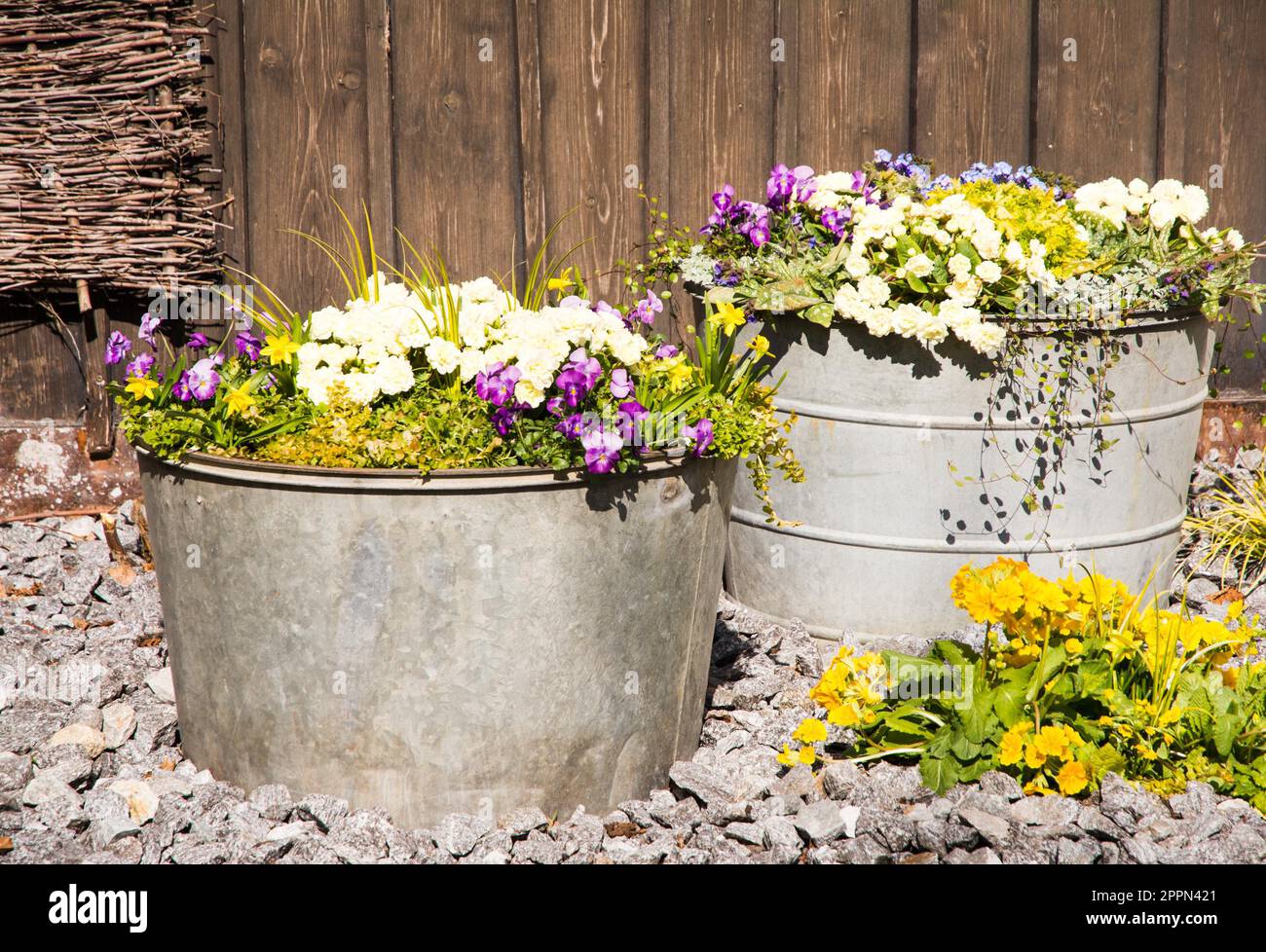Vintage tin buckets filled with spring flowers in the garden Stock ...