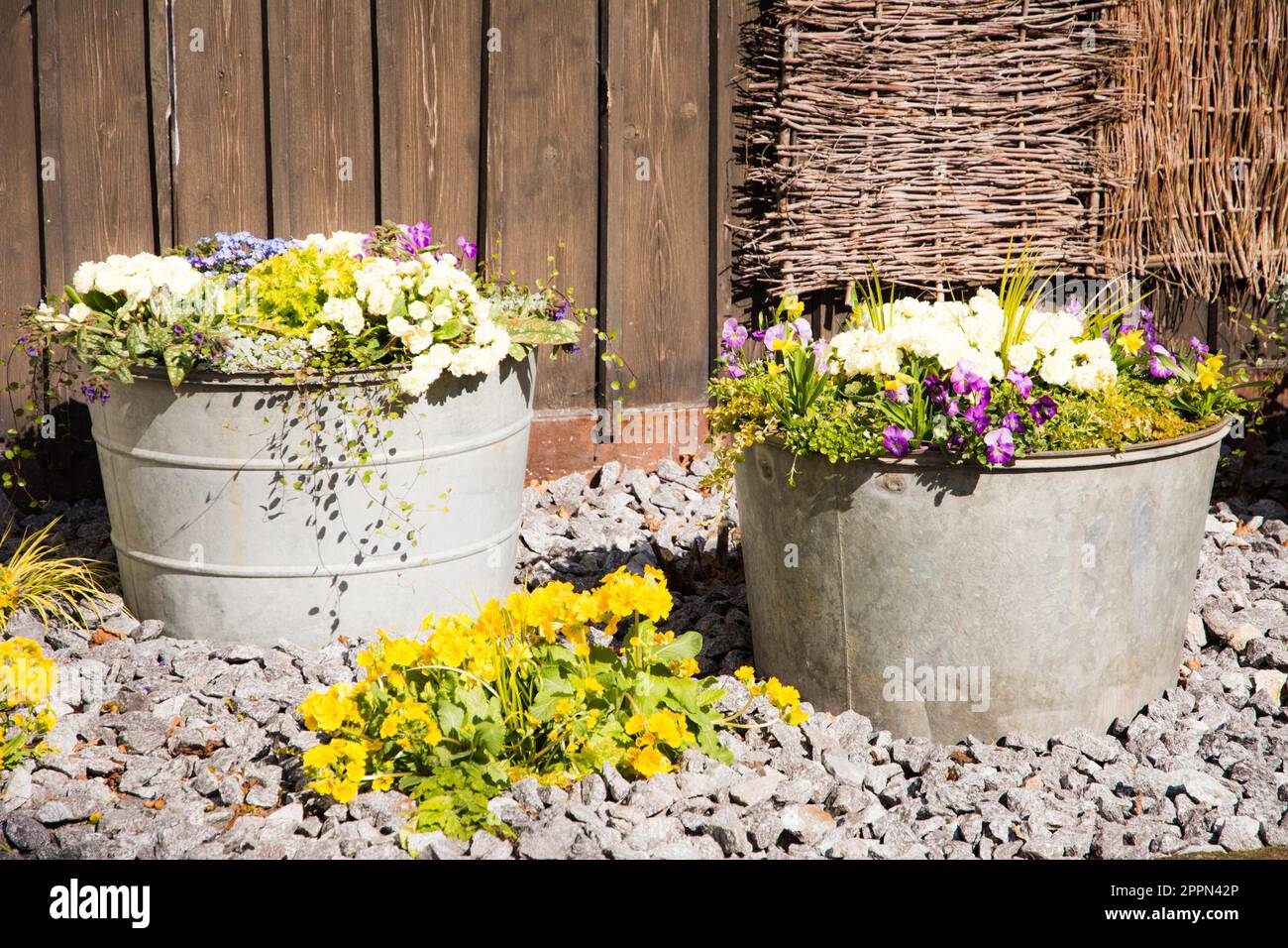 Vintage tin buckets filled with spring flowers in the garden Stock ...