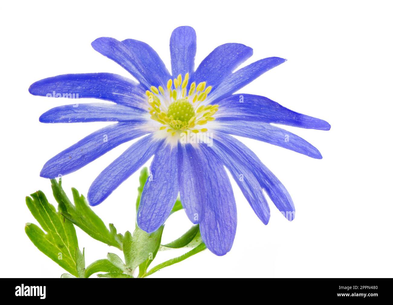 Macro of a isolated blue winter windflower (anemone blanda Stock Photo ...