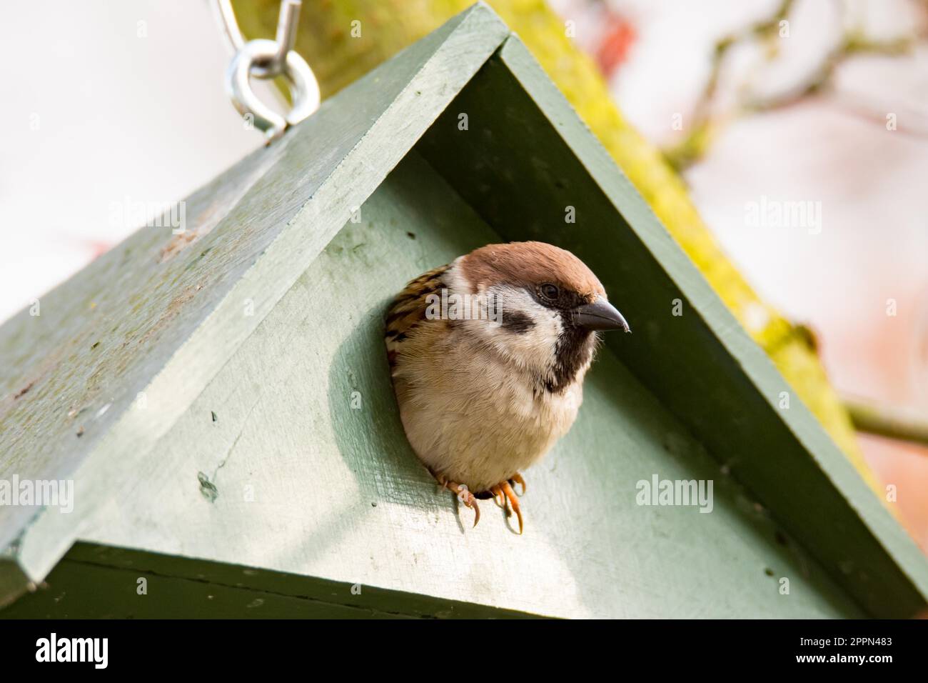 Green sparrow hi-res stock photography and images - Alamy
