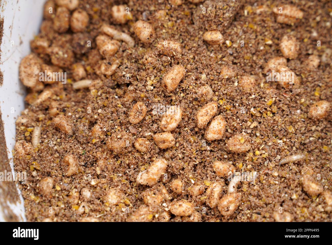 Maggots and fish food when fishing Stock Photo - Alamy