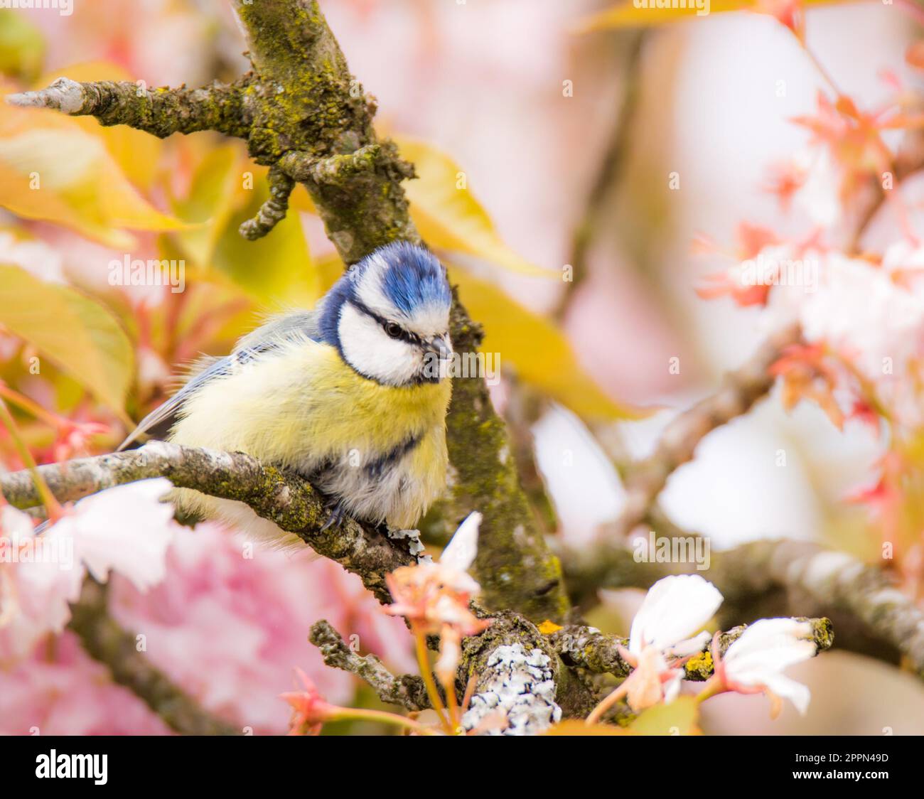 Blue tit bird in a flowering cherry tree Stock Photo - Alamy
