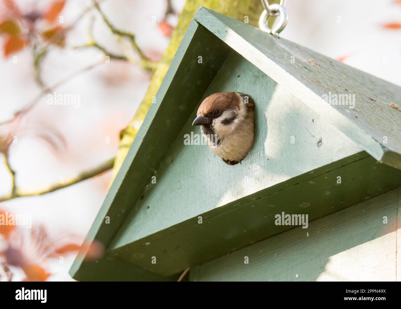 Eurasian Tree Sparrow in a green wooden Birdhouse Stock Photo - Alamy