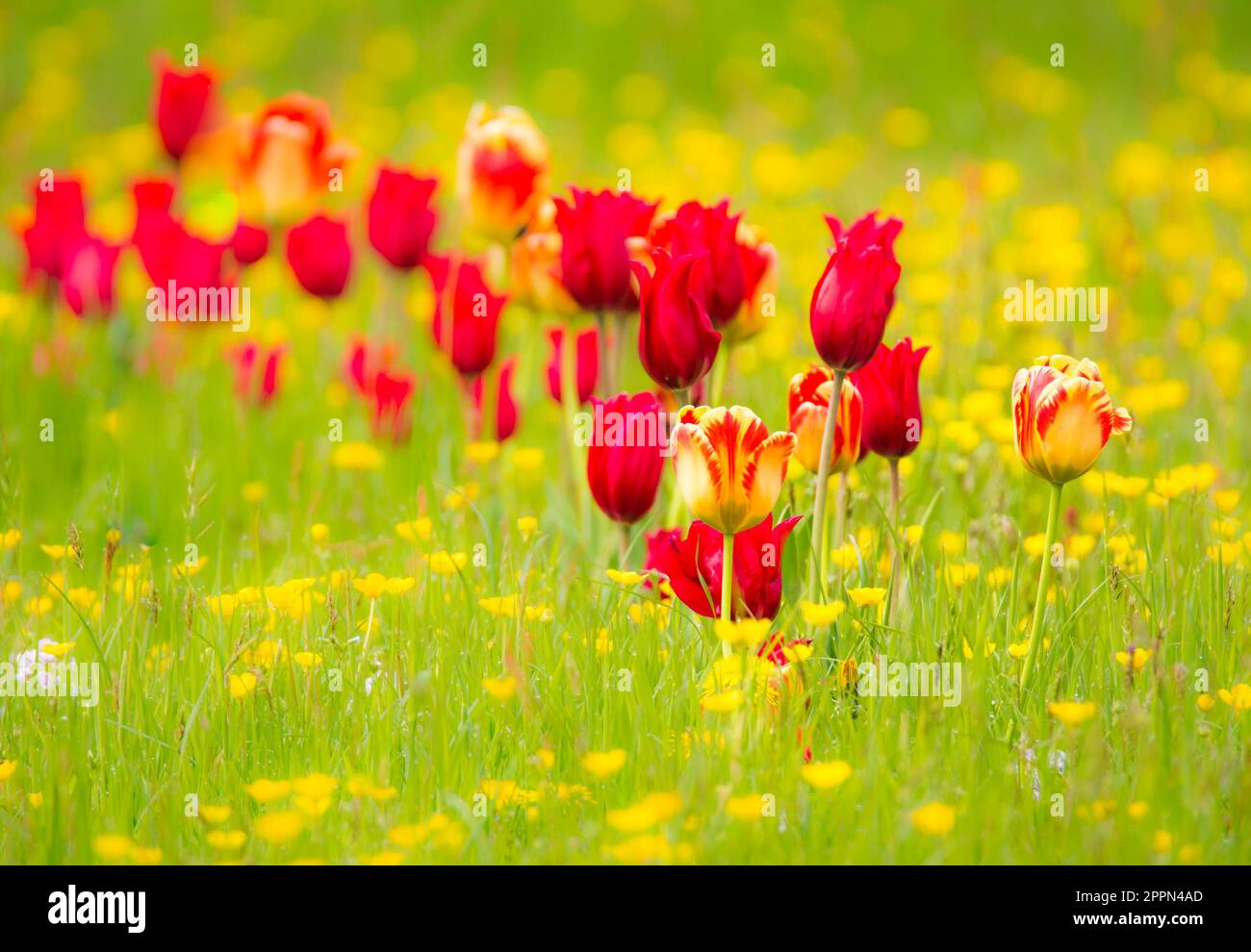 Spring scenic with tulips in a flower meadow Stock Photo - Alamy