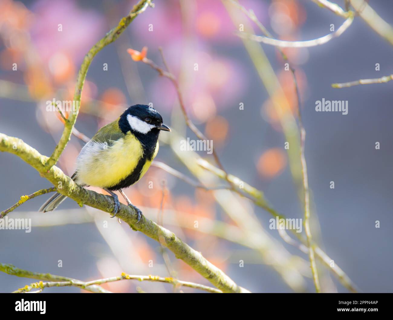 Great Tit (parus major) bird sitting on a tree branch Stock Photo - Alamy