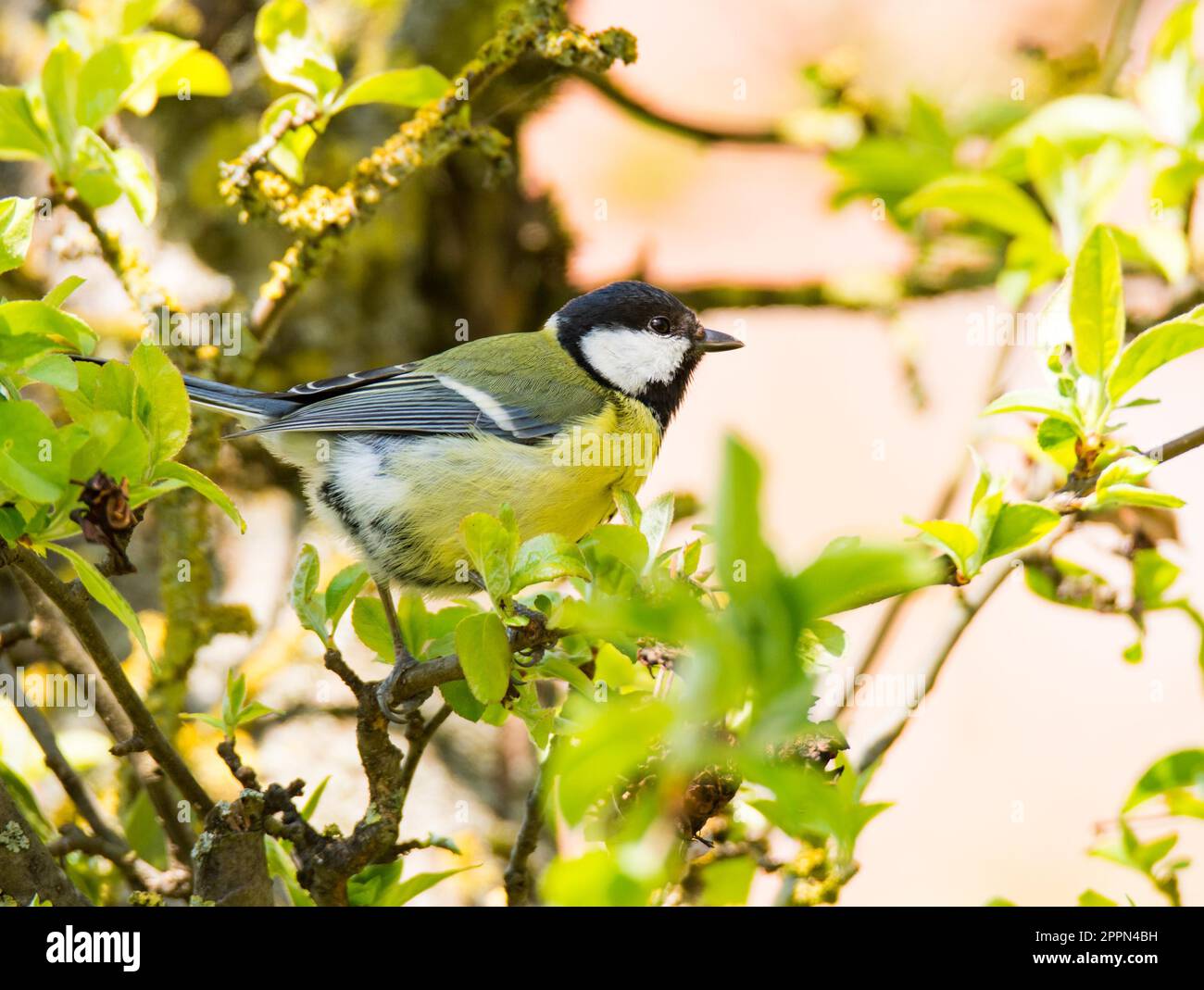 Great Tit (parus major) bird sitting on a tree branch Stock Photo - Alamy