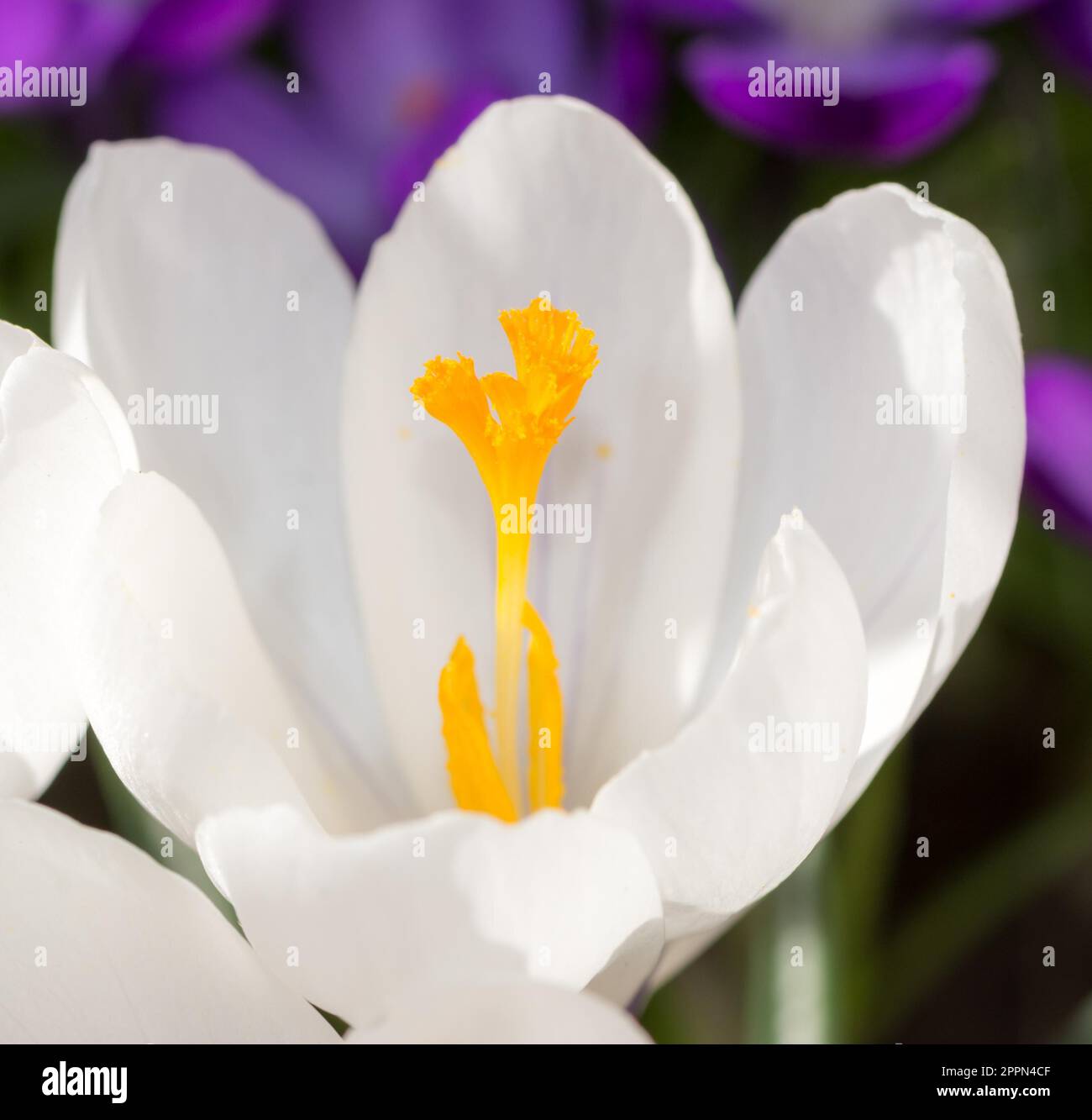 White blossom macro hi-res stock photography and images - Alamy