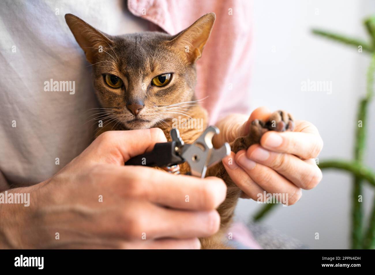 Clipping blue Abyssinian cat claws. Man in a pink shirt and white t ...