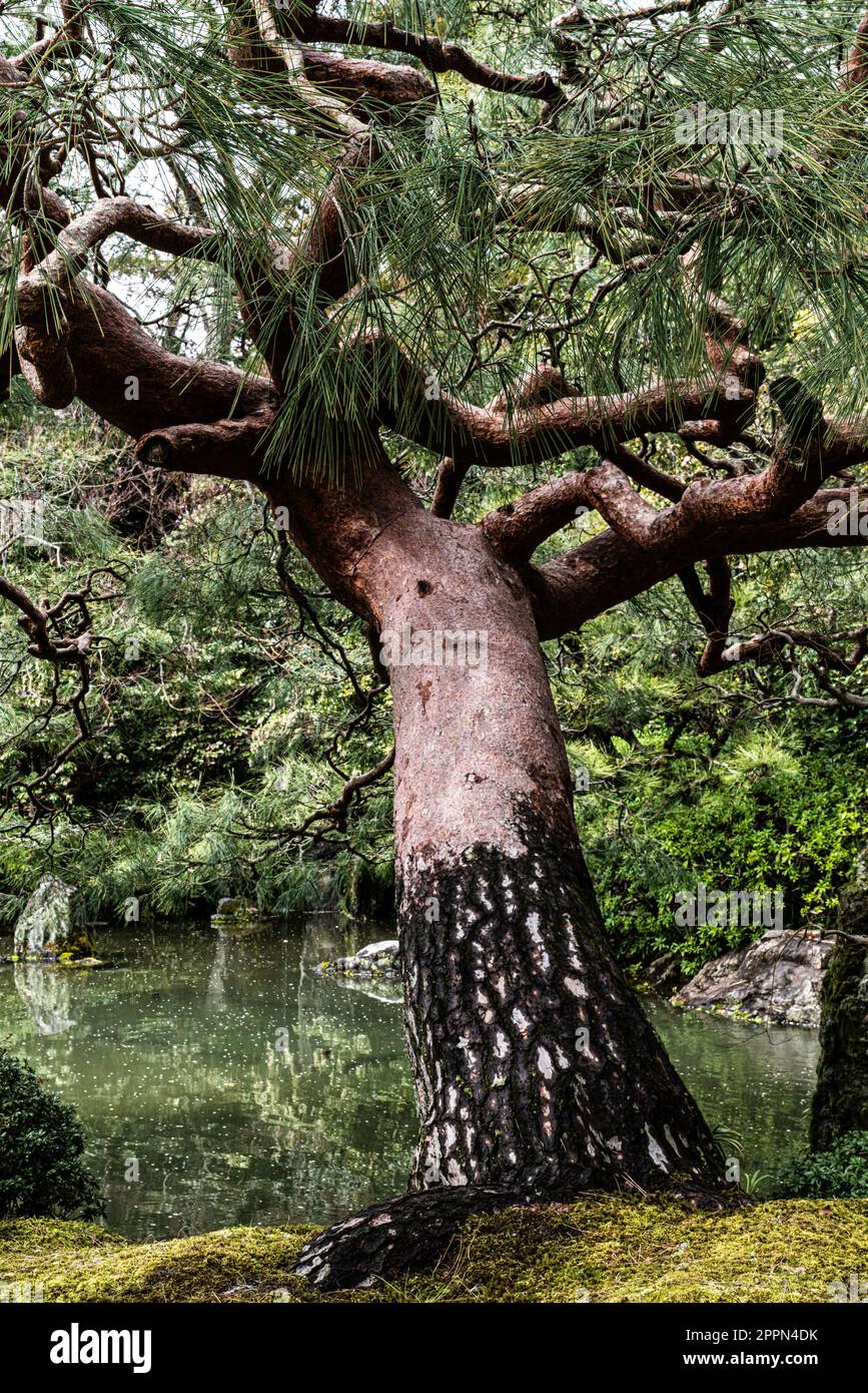 Jonangu - a shinto shrine in sothern Kyoto with traditional ...
