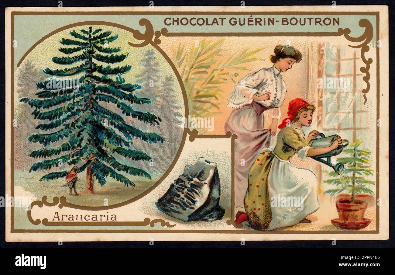 Arancaria Tree - Vintage French Tradecard - Belle Epoque Era Stock ...