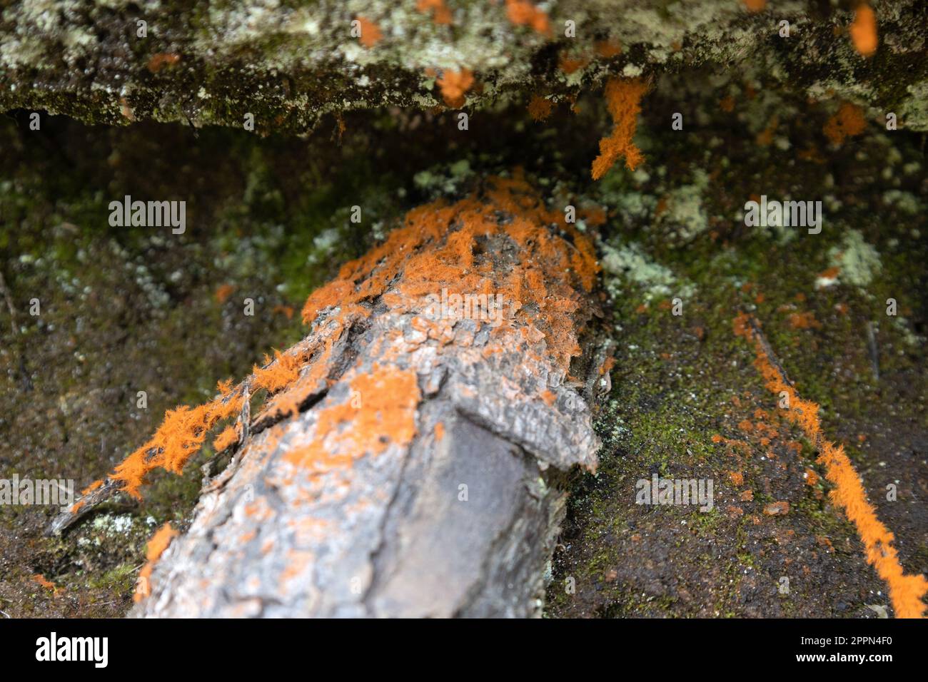 Trentepohlia aurea - orange rock hair algae on dead wood and rock Stock ...