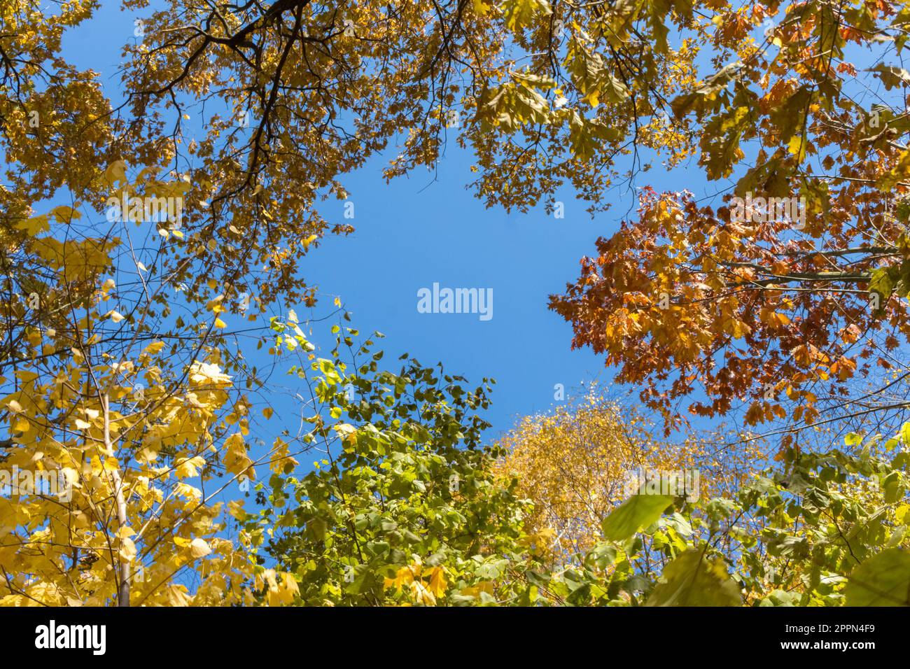 The sky through the crown of trees hi-res stock photography and images ...