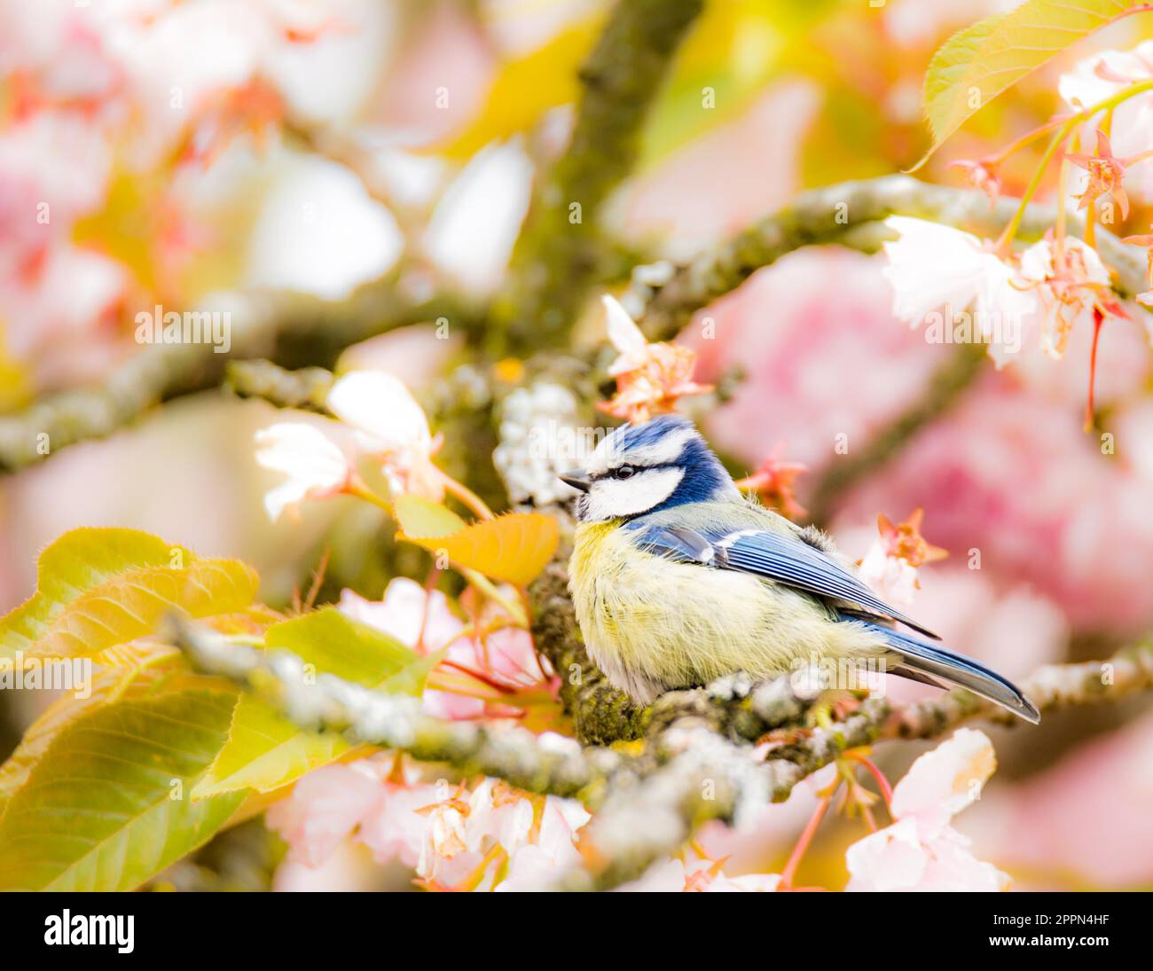 Blue tit bird in a flowering cherry tree Stock Photo - Alamy