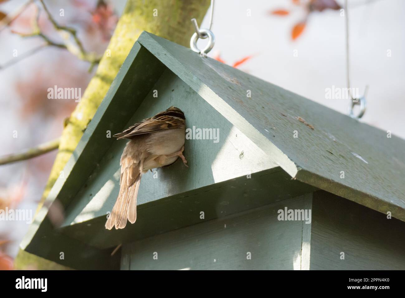 Eurasian Tree Sparrow in a green wooden Birdhouse Stock Photo - Alamy