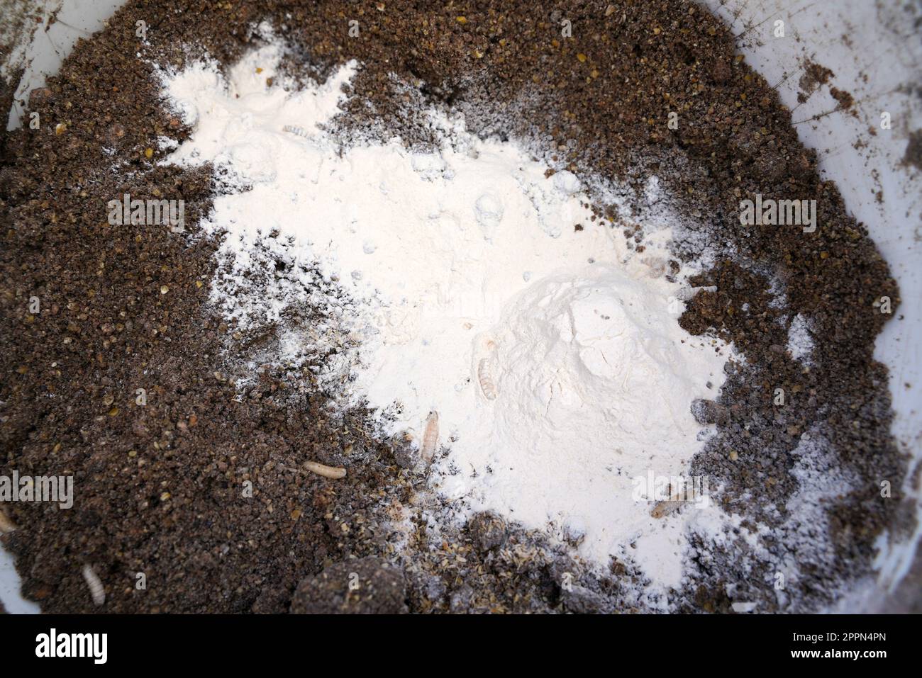 Maggots and fish food when fishing Stock Photo - Alamy