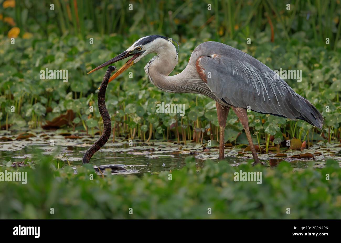 Great blue heron hunting/fishing for snakes and fish in Florida Stock ...