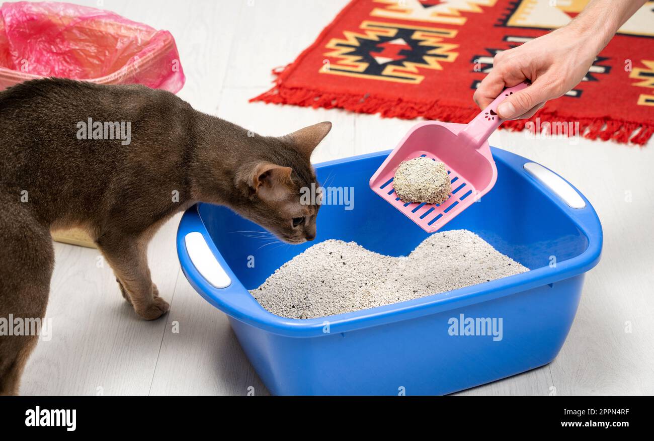 Man cleaning cat litter tray at home, closeup. Cute blue Abyssinian cat ...