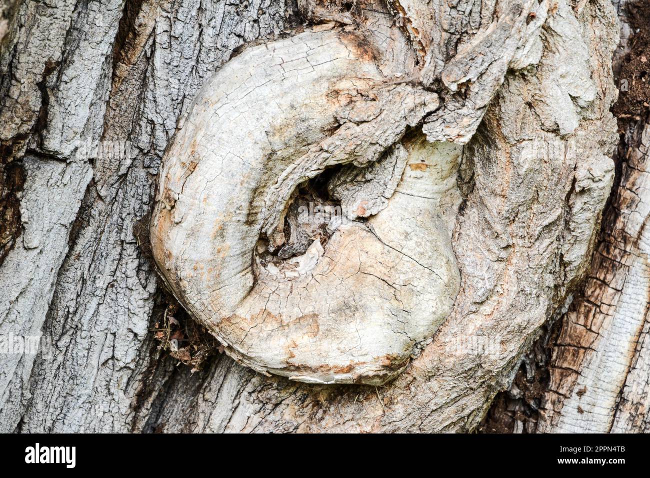 Knobby bark old tree hi-res stock photography and images - Alamy