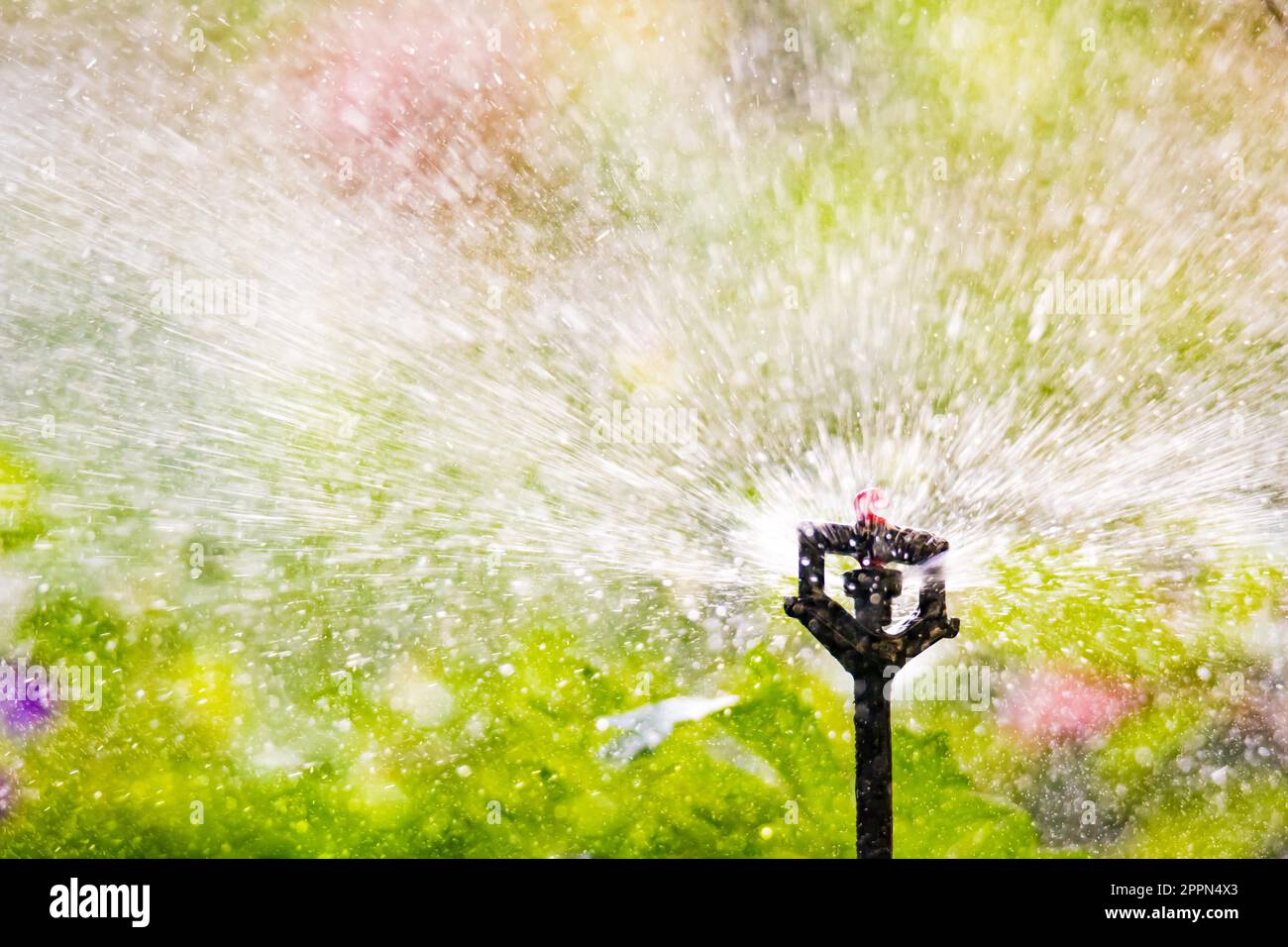 Plant and garden irrigation with an automatic watering system Stock ...