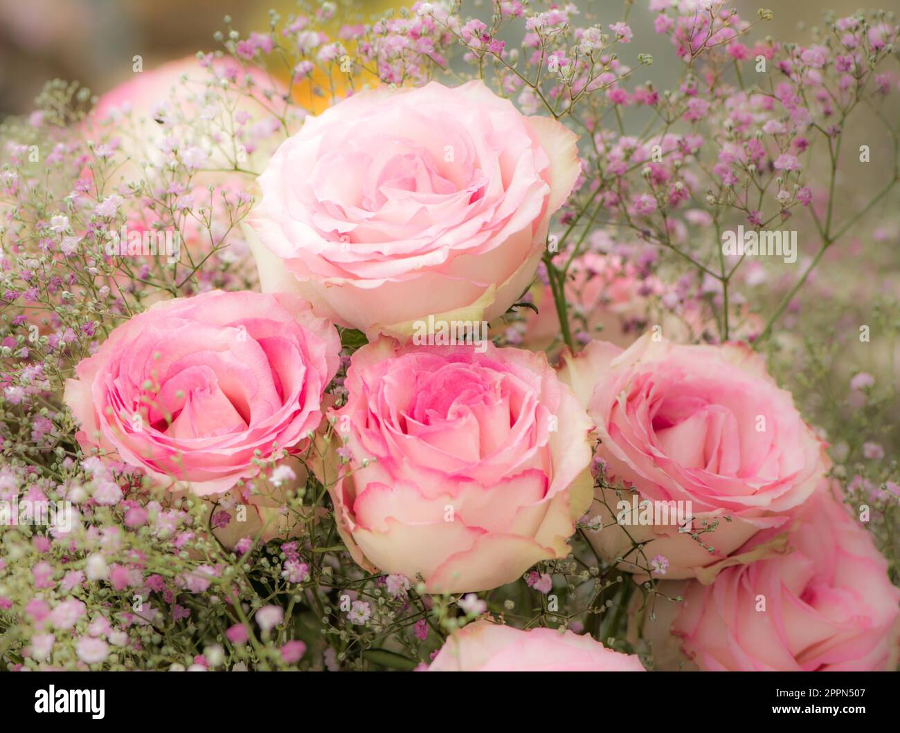 Flower deco with pink roses - soft focus Stock Photo - Alamy