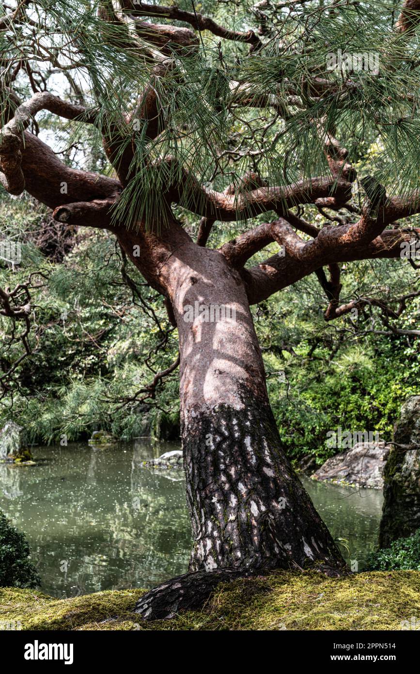 Jonangu - a shinto shrine in sothern Kyoto with traditional ...