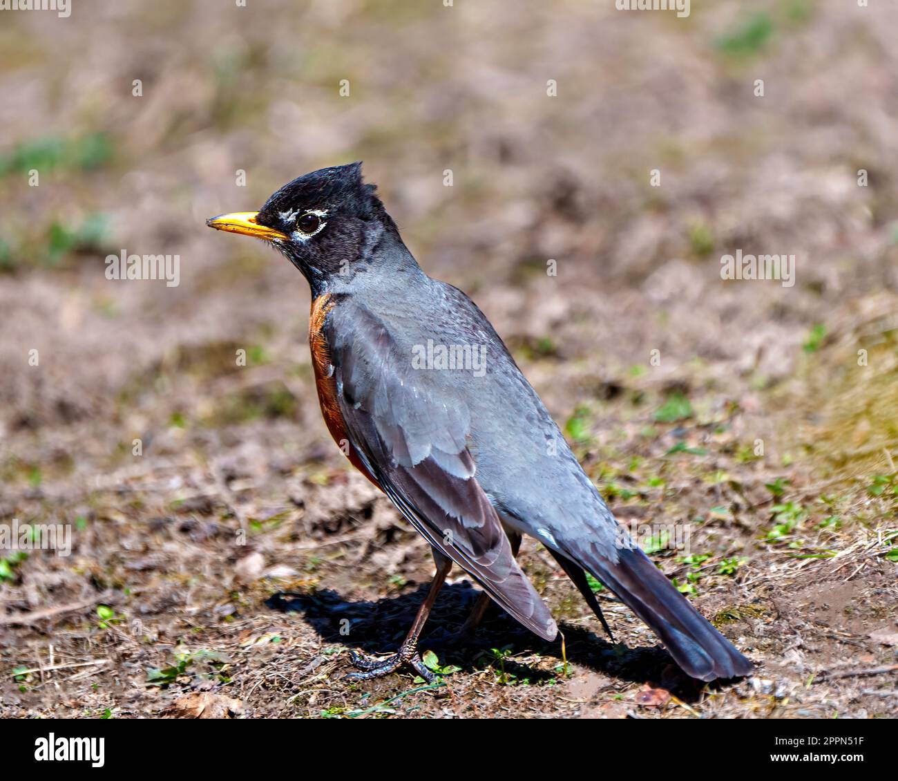 American Robin side view standing on ground and foraging for food with ...