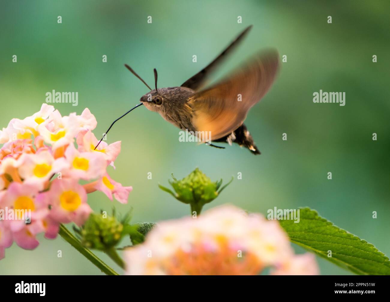 Hummingbird hawk moth closeup hi-res stock photography and images - Alamy