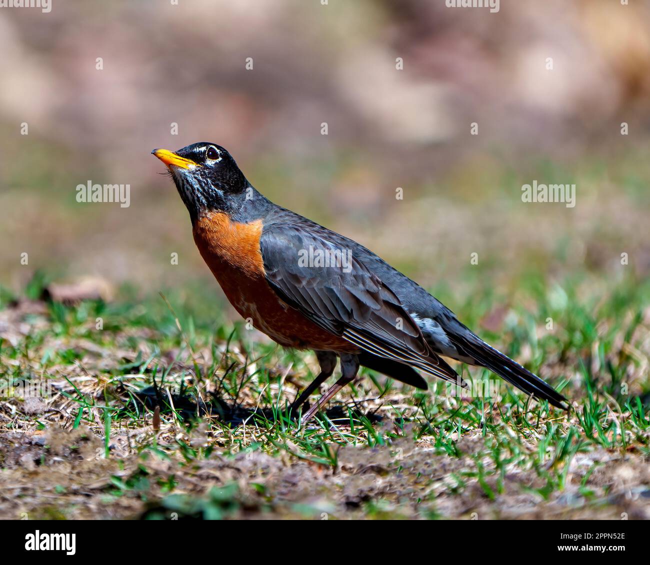 American Robin bird standing on ground and foraging for food with blur ...