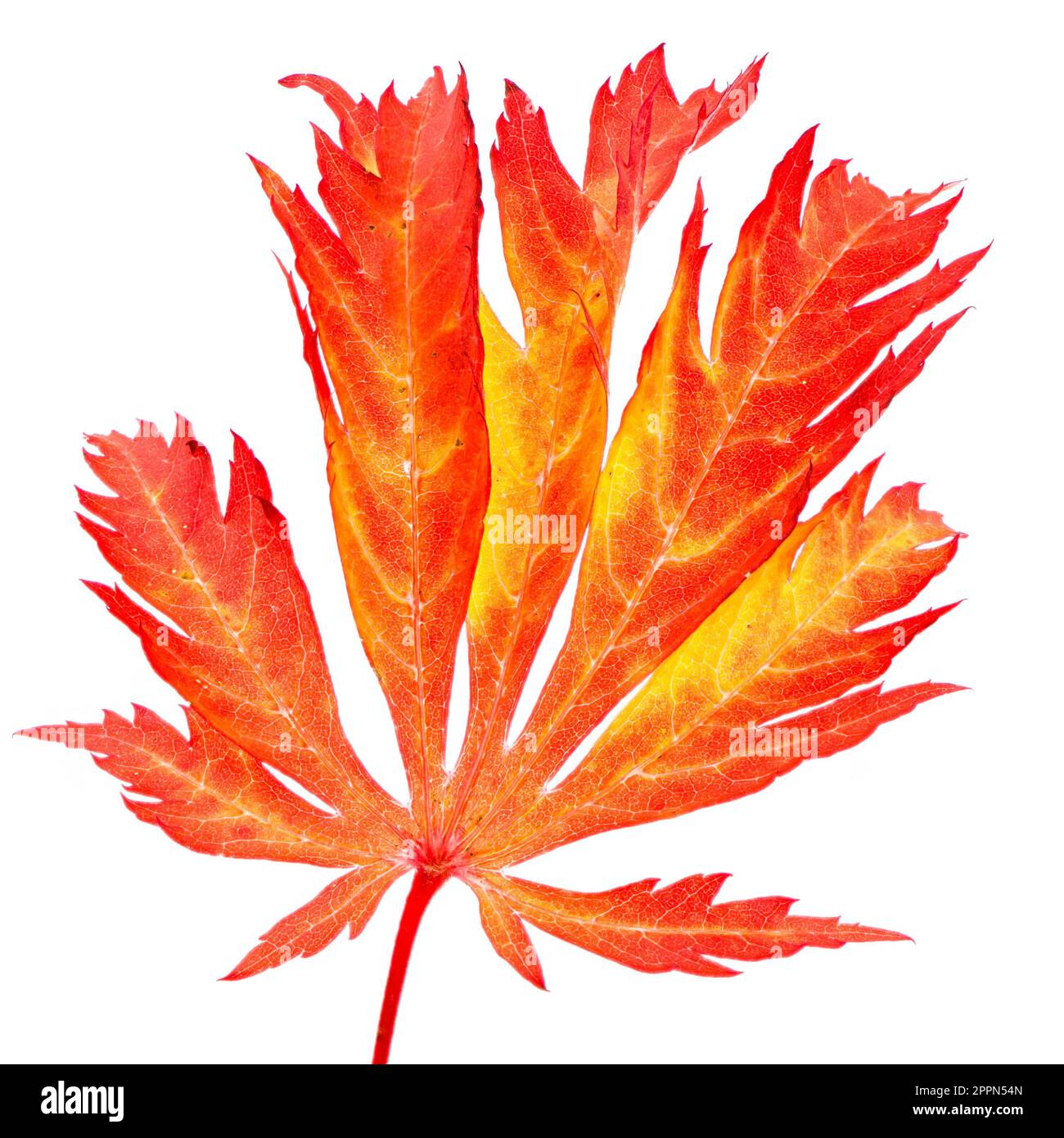 Macro of an isolated red leaf of a japanese maple tree Stock Photo - Alamy