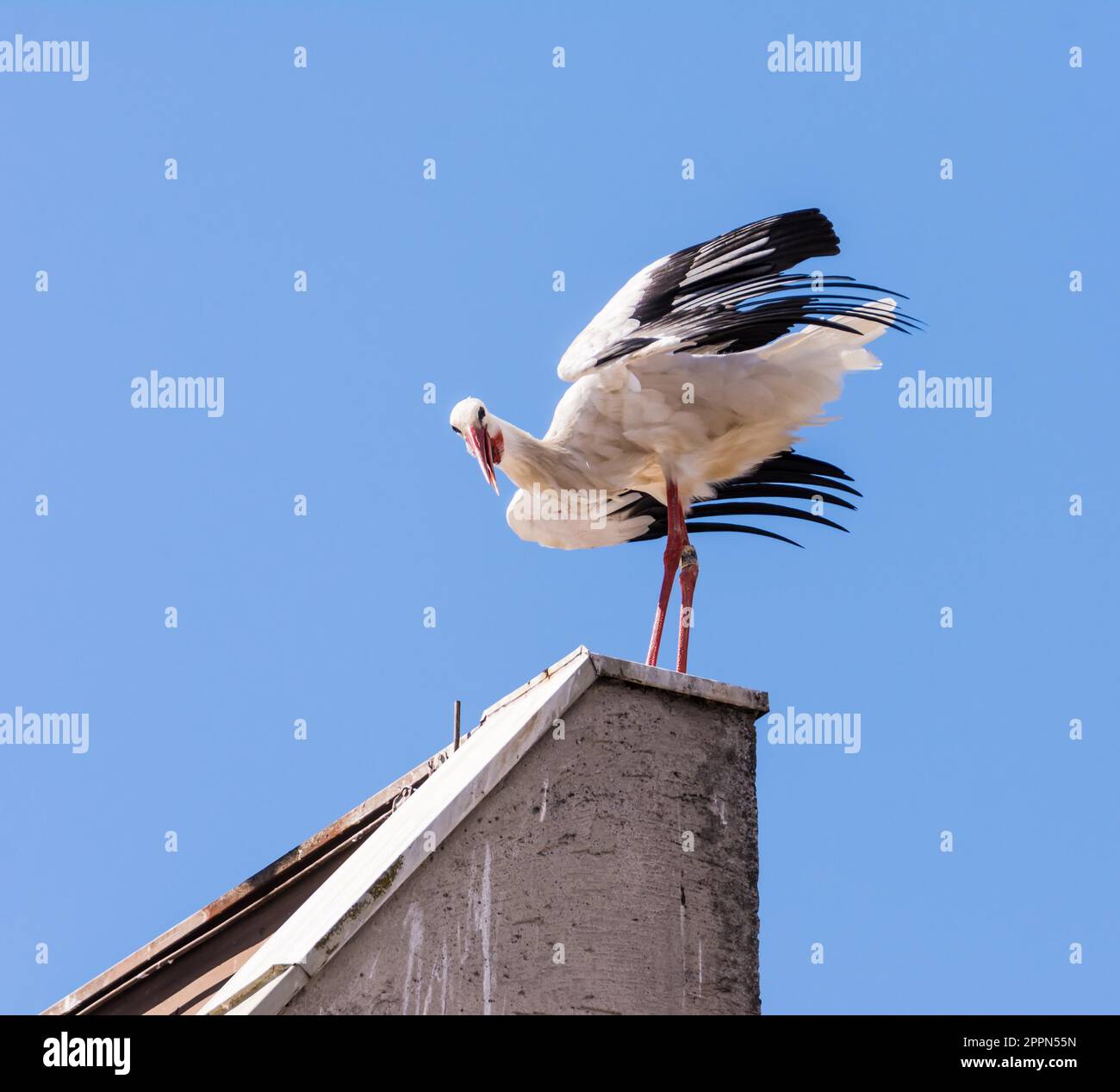 White stork standing on the roof of a house Stock Photo - Alamy