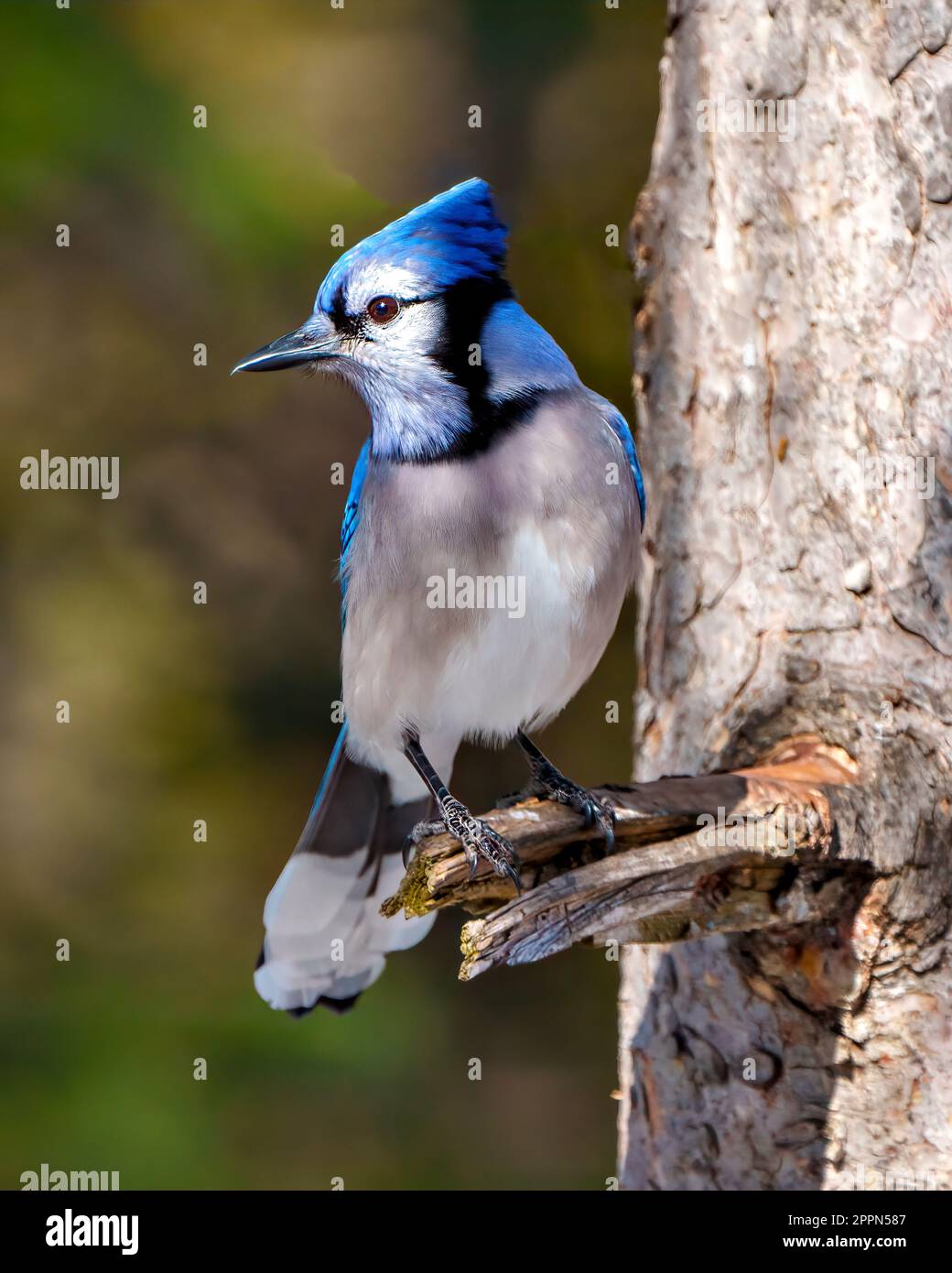 Blue Jay close-up profile front view perched with a blur forest ...