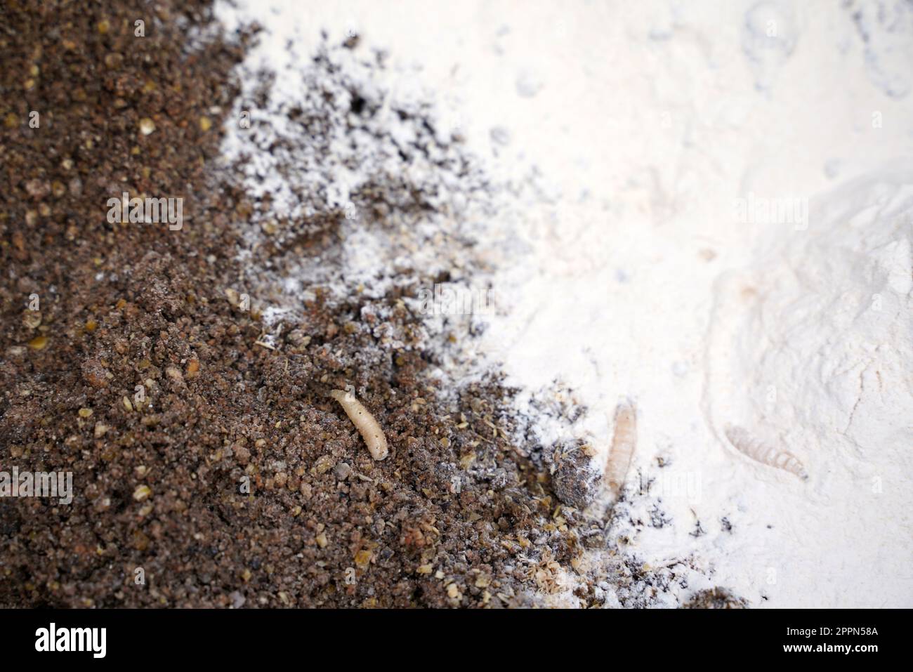 Maggot bundle hi-res stock photography and images - Alamy