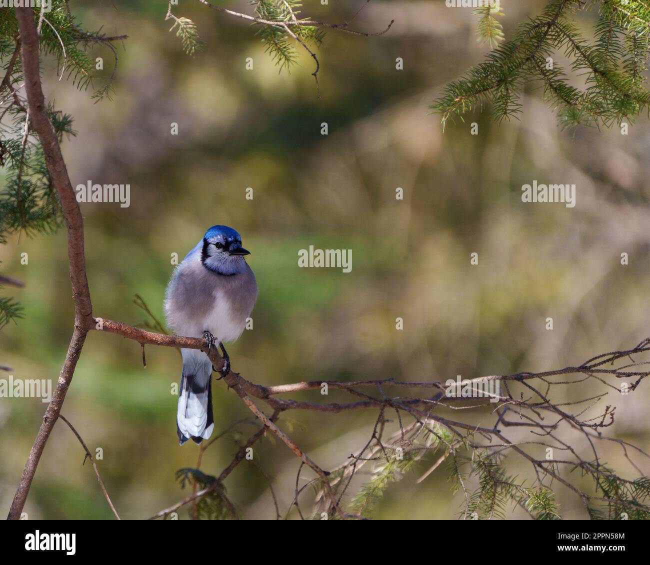 Blue Jay close-up front view perched on a tree branch with a forest blur background in its ...
