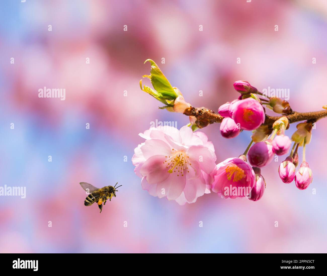 Bee full of pollen flying to pink cherry blossoms Stock Photo - Alamy
