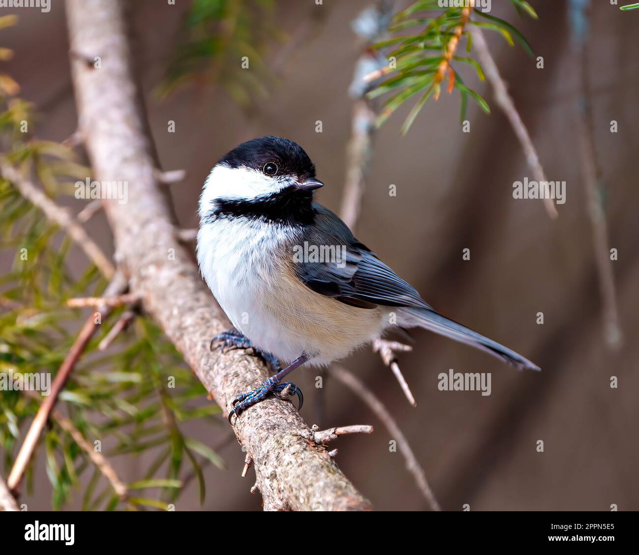 Chickadee perching bird photo hi-res stock photography and images - Alamy