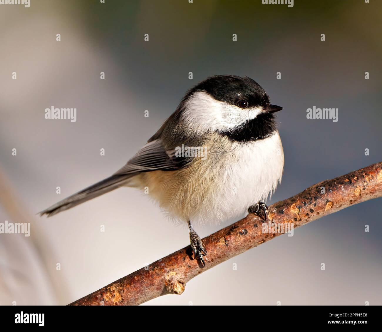 Chickadee close-up profile front view perched on a tree branch with a ...