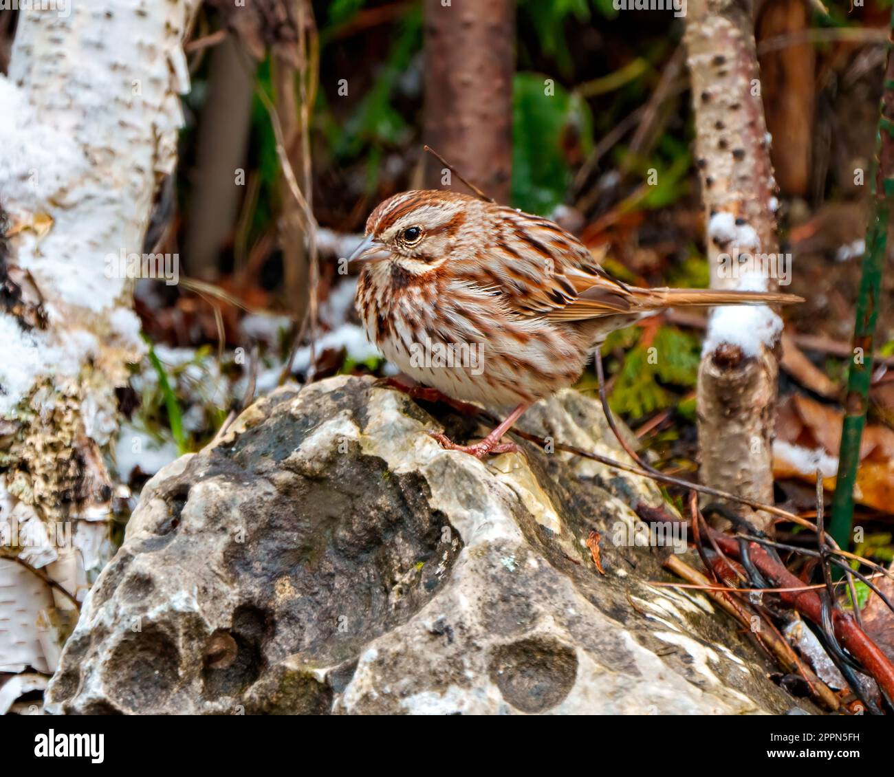Chipping Sparrow standing on a rock with a blur forest background in ...