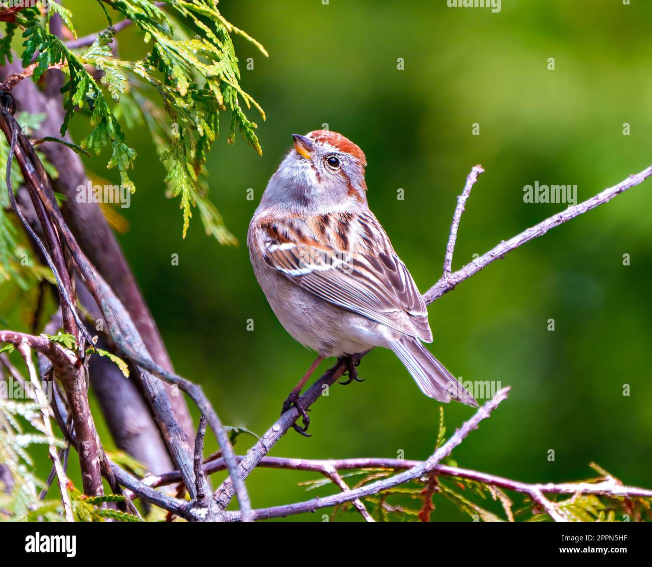 Chipping Sparrow perched on a twig with green background looking ...